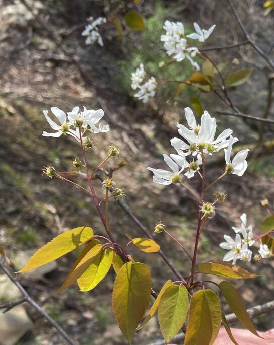 Home | CMP Tree Selection Tool