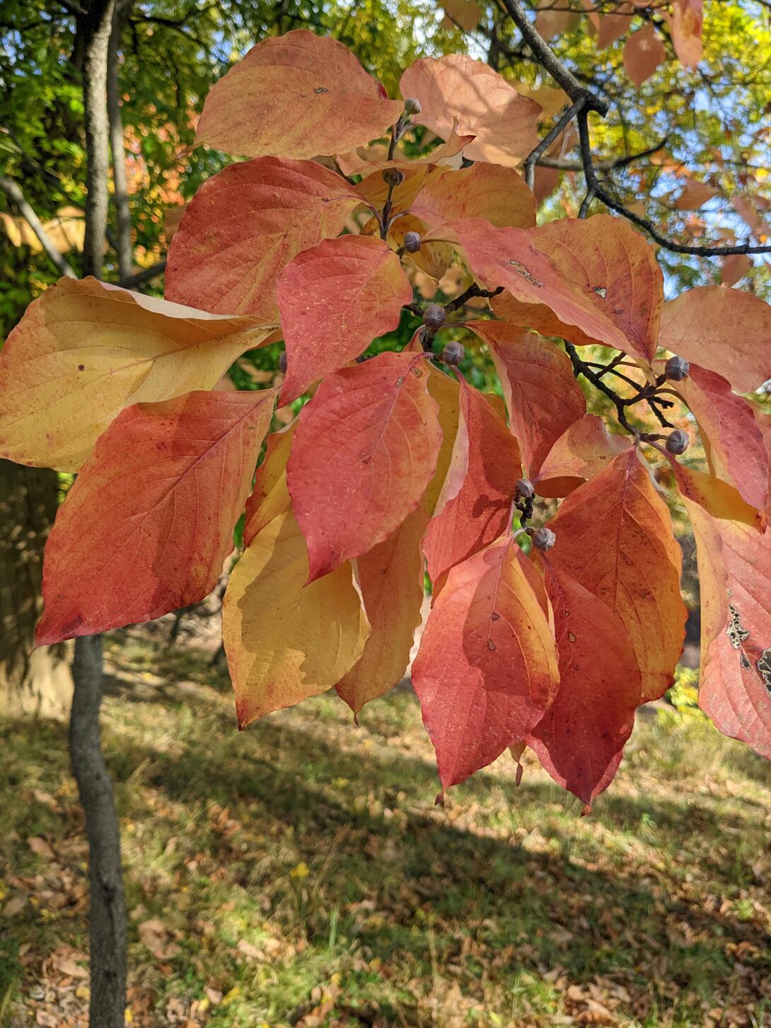 Flowering Dogwood | CMP Tree Selection Tool